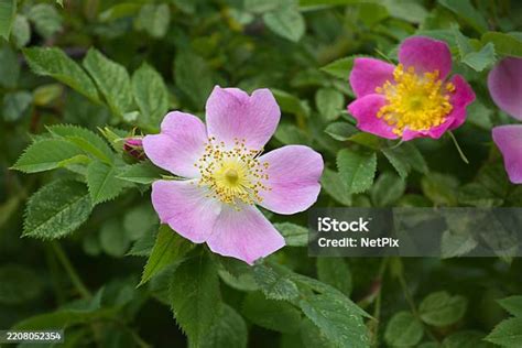 만개한 Nootka 장미는 생생한 노란색 중심과 함께 섬세한 분홍색과 자홍색 꽃잎을 보여줍니다 0명에 대한 스톡 사진 및 기타