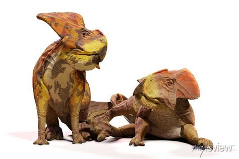 Protoceratops Couple Dinosaurs From The Late Cretaceous Period • Wall