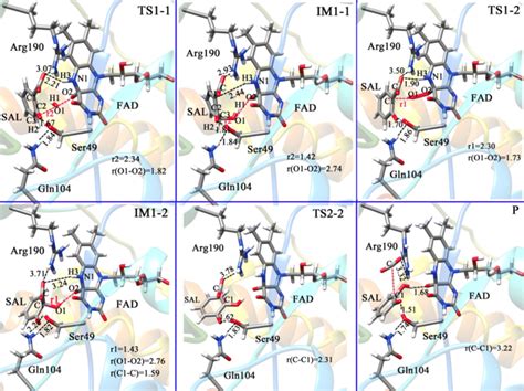 Optimized Structures Of Transition State And Intermediates Involved In