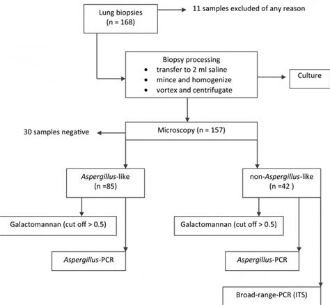 Flow Diagram Of The Sequence Of Diagnostic Test Applied Download Scientific Diagram