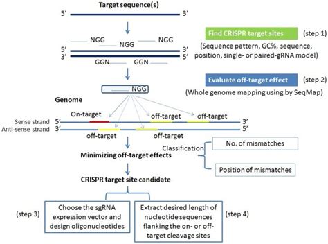 Finding Crispr Target Sites And Off Target Risk Assessment Includes 4