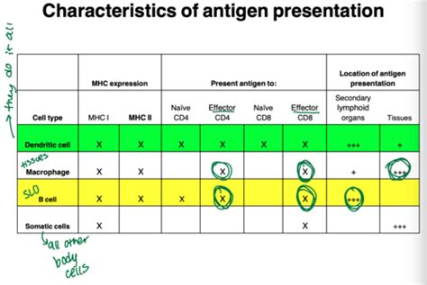 Antigen Processing And Presentation Flashcards Quizlet