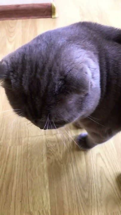 Cat кіт мем Memes Youtube