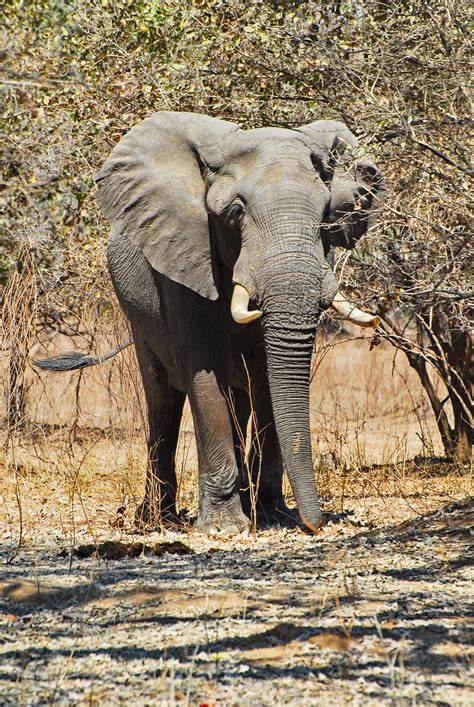 코끼리 상아 아프리카 Pixabay의 무료 사진