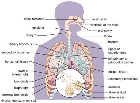 Diagram Of Breathing System Ks3 Bbc Bitesize