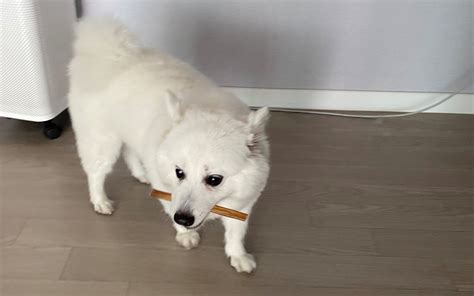 강아지 간식 종류 알아보기 주의해야 하는 건 비마이펫 라이프