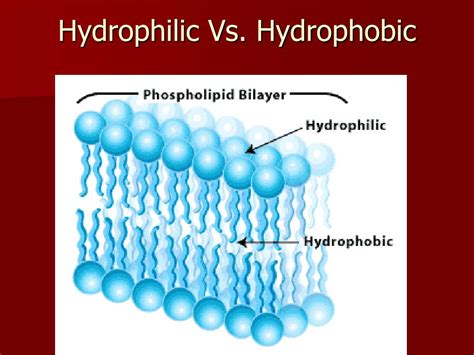 What Makes A Molecule Hydrophobic Or Hydrophilic At Earl Barlow Blog