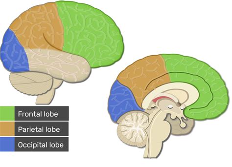 Brain Sulci Labeled