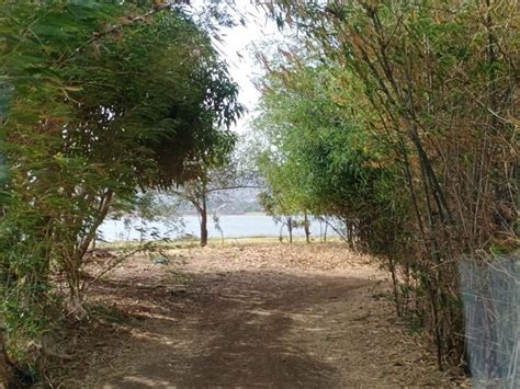 Tree Plantation Drive NGOs For Tree Plantation In India MMF