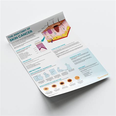 The Anatomy Of Skin Cancer Chart Poster ‚Äì Laminated Anatomystuff