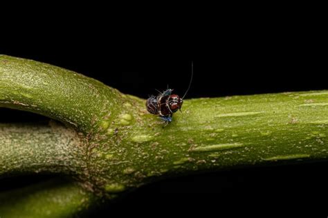 Premium Photo Typical Leafhopper Nymph