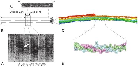 Fibrils Appear As Periodic Banded Structures By Electron Microscopy