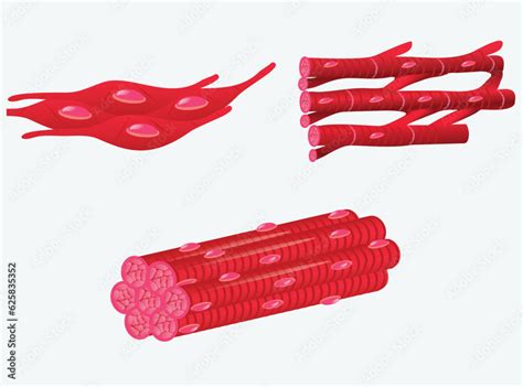 Three Types Of Muscle Tissue Anatomy Of The Muscular System Stock Vector Adobe Stock