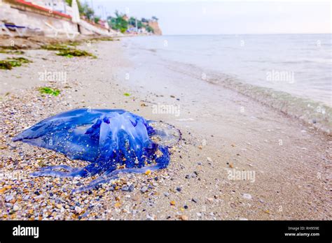 Carcass Of Dead Huge Blue Jellyfish Is Washed Up By The Sea On Sandy