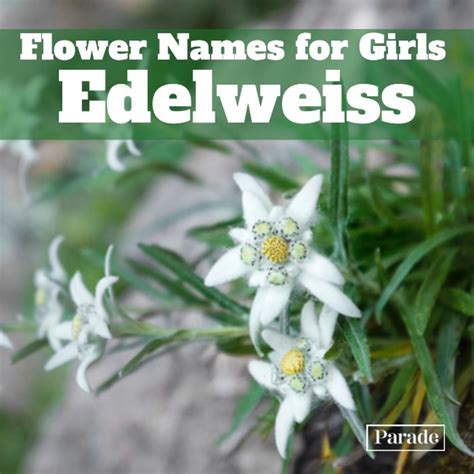 Indian Baby Girl Names Flowers Best Flower Site