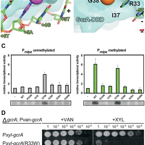 The Methyl Group Specific Recognition By Gcra Dbd Surface Presentation