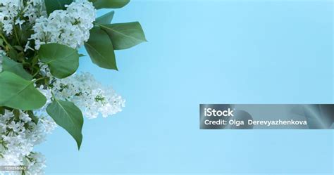 푸른 하늘 배경에 흰색 라일락 꽃이 있는 배너 우리는 휴일 생일 어머니의 날에 당신을 축하합니다 텍스트의 장소입니다 공간을 복사합니다 부드러운 초점 0명에 대한 스톡 사진