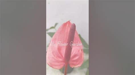 Splash මල් සහිත ශාක තුනක් සමගින් ඇන්තුරියම් ශාක12ම Rs 6000 Youtube