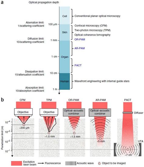 2 Photon Propagation Regimes In Soft Tissue And The Penetration Limits