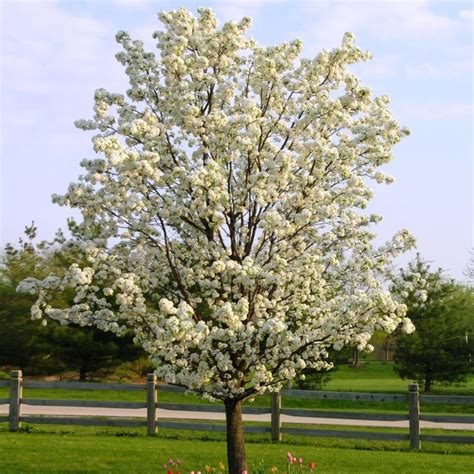 Pyrus Calleryana Fall Color