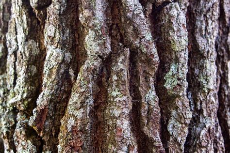 Trunk Botany Bark Free Photo On Pixabay Pixabay