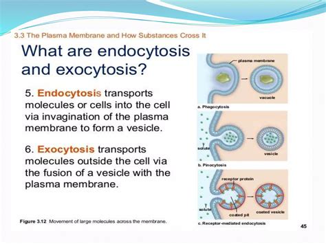 Exocytosis Endocytosis Pptx
