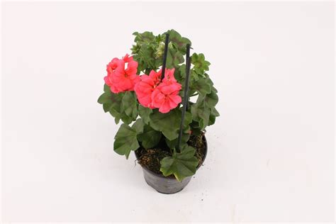 Pelargonium ROYAL SALMON — Plant Wholesale FlorAccess