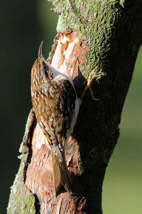 TrogTrogBlog Bird Of The Week Treecreeper