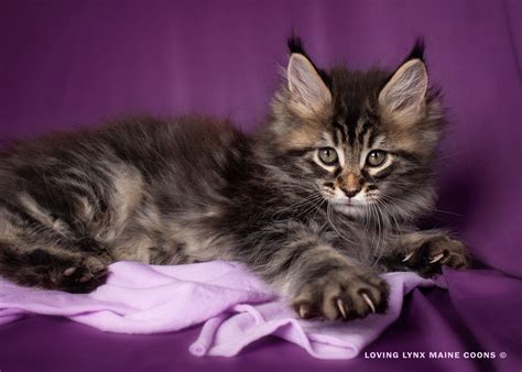 How Much Are Maine Coon Cats For Sale Detroit Chinatown