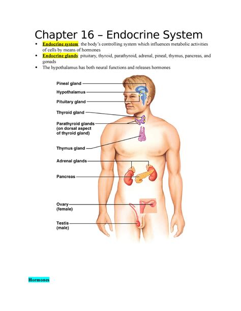 Chapter 16a - Shawn Iverson - Teacher - Chapter 16 – Endocrine System ...