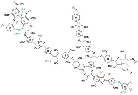 Figure S1 An Example Of Lignin Structure With The Main Linkages Download Scientific Diagram