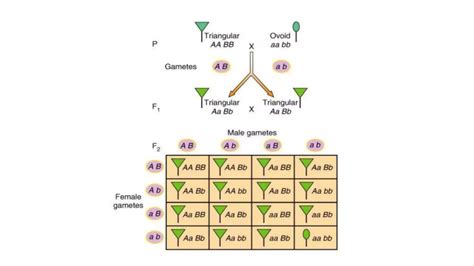 Non Allelic Gene Interactionpptx