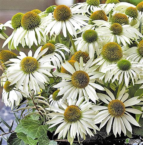 에키네시아 흰색 10개 8cm포트묘 야생화 허브 수생식물 채소 동백 심폴