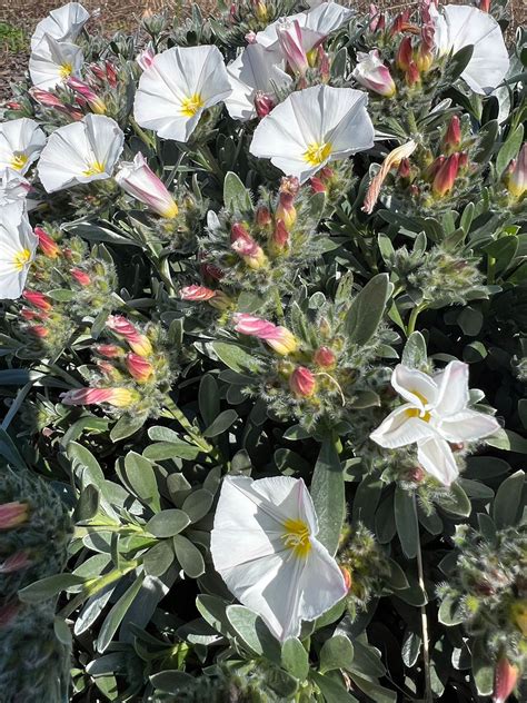 Silver Bush Convolvulus Cneorum