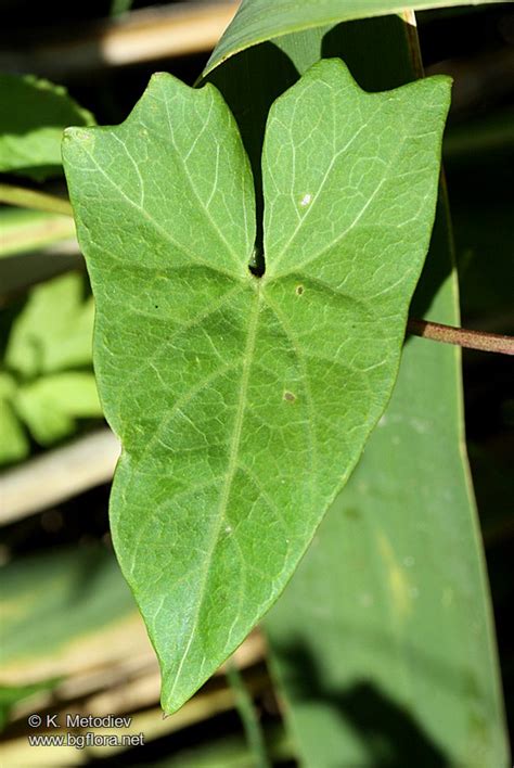 Calystegia Sepium Picture 6 The Bulgarian Flora Online