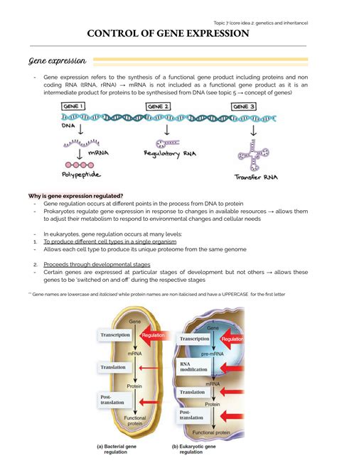 SOLUTION Control Of Gene Expression Studypool