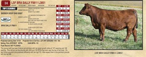 Lot 14 Lsf Bra Sally F8811 L3851 Ludvigson Stock Farms Prime Time