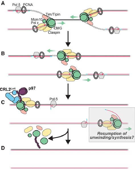 Model For Unloading Of A Vertebrate Rpc By Crl2 Lrr1 A During