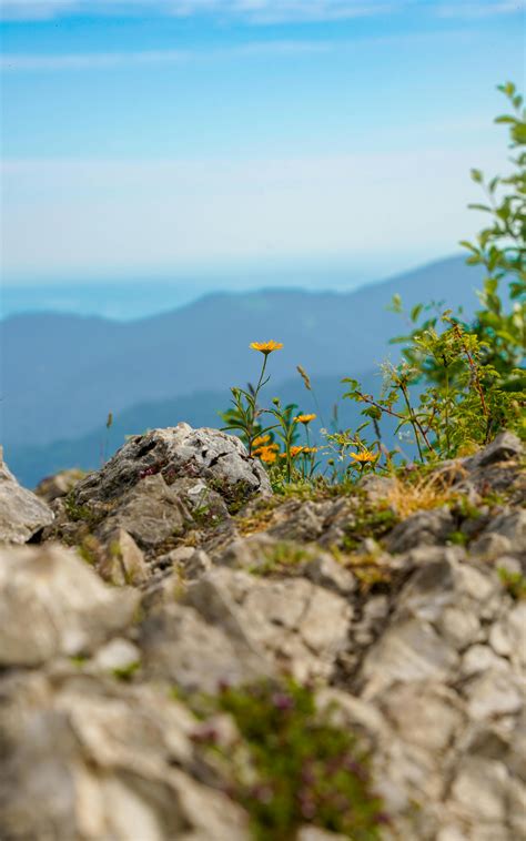 خلفياتبيسيانمي4k Photos Download The Best Free خلفياتبيسيانمي