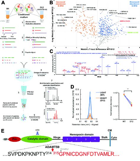 Identification Of Mt1 Mmp As A Novel Adamts9 Substrate A Schematic