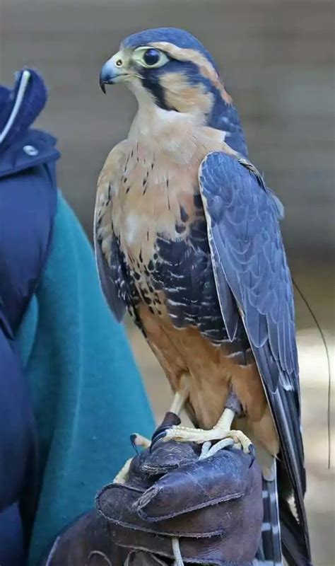 Blue Mutation Macaw Artofit