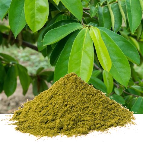 How To Use Soursop Leaves And Powder Alphaveggies