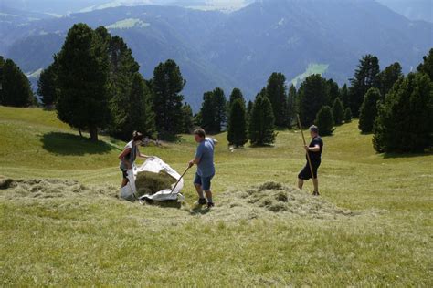 Massaggio Decontratturante Al Fieno Di Montagna Schiena Cervicale Gambe
