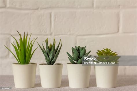 실내 인공 식물 화분에 다양한 즙이 있습니다 흰색 미니 냄비에 즙이 많은 즙 가정 장식을위한 아이디어 공간 복사 인공적인에 대한 스톡 사진 및 기타 이미지 Istock