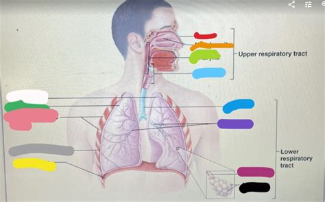Testing Diagram Quizlet Testing Diagram Quizlet