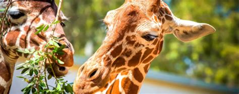 메디슨에 조지아 첫 사파리 공원 오픈 미주중앙일보