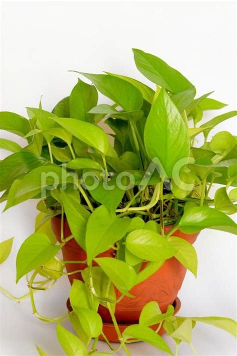 観葉植物 ポトス 鉢植え 白バック No 22809999｜写真素材なら「写真ac」無料（フリー）ダウンロードok