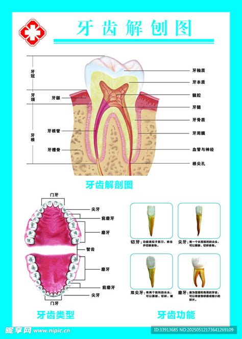 牙齿解剖结构示意图设计图 广告设计 广告设计 设计图库 昵图网