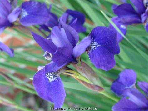 Kansas Plant Farm Buy From Over 500 Varieties Of Plants In Lawrence Ks