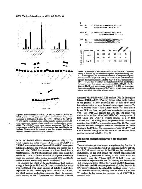 Transcription Of The Human Transferrin Gene In Neuronal Cells Pmc